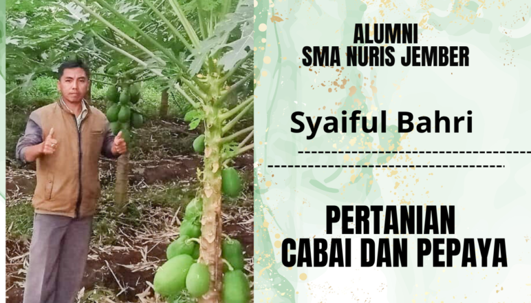 Syaiful Bahri, Alumni SMA Nuris Jember yang Sukses Bertani Cabai dan Pepaya | Pesantren Nuris Jember